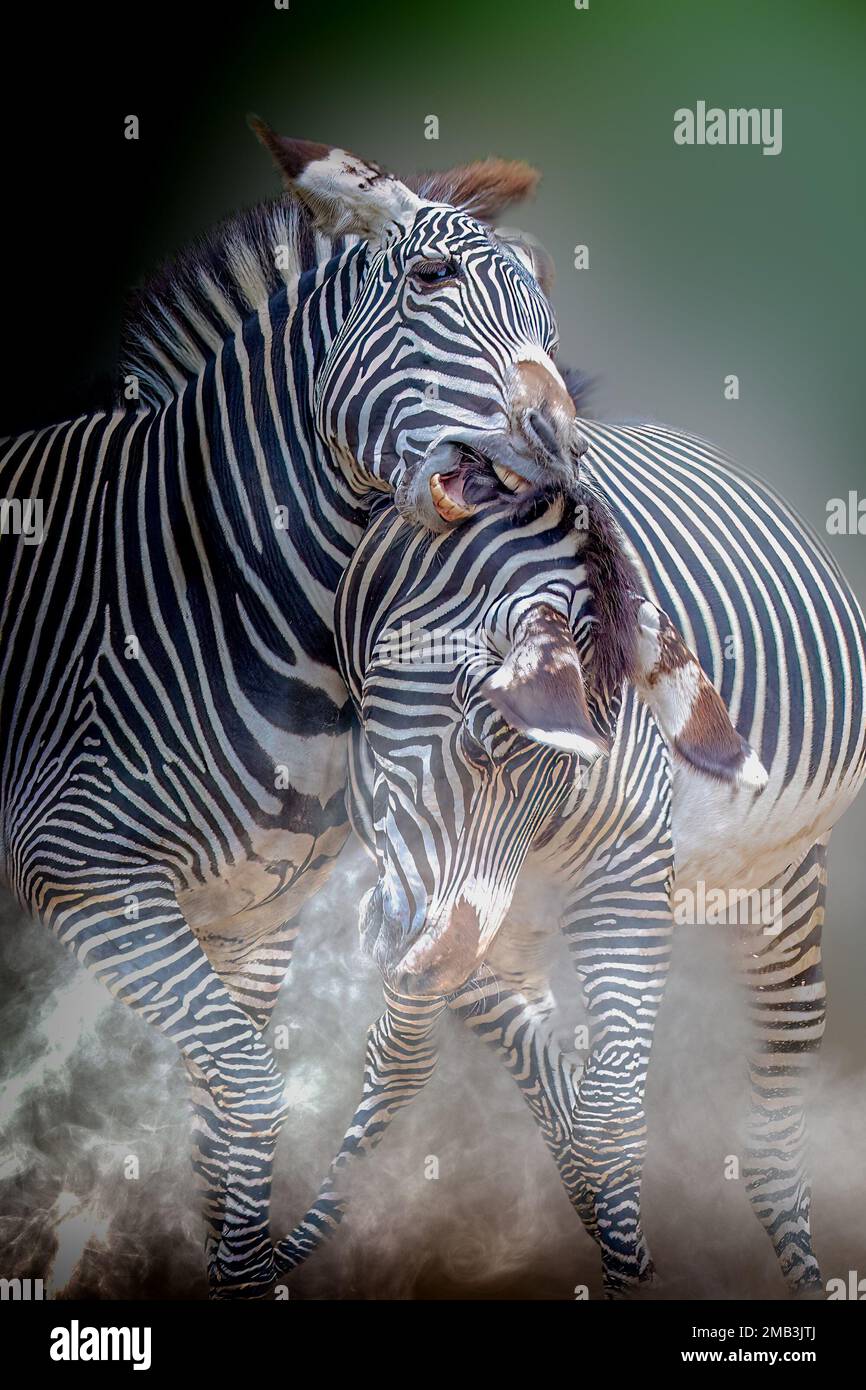 Background fierce fighting hi-res stock photography and images - Alamy