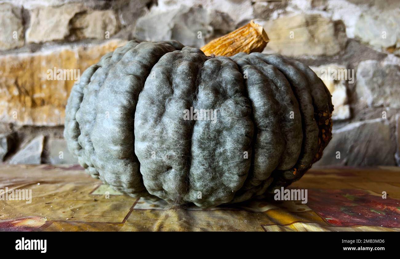 Organically grown squash Stock Photo - Alamy