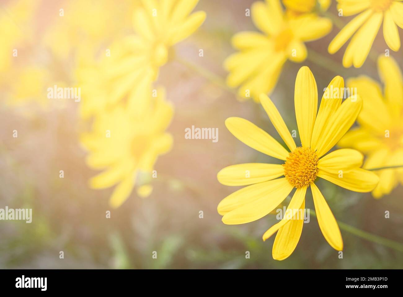 Spring background with beautiful yellow big flowers Stock Photo - Alamy