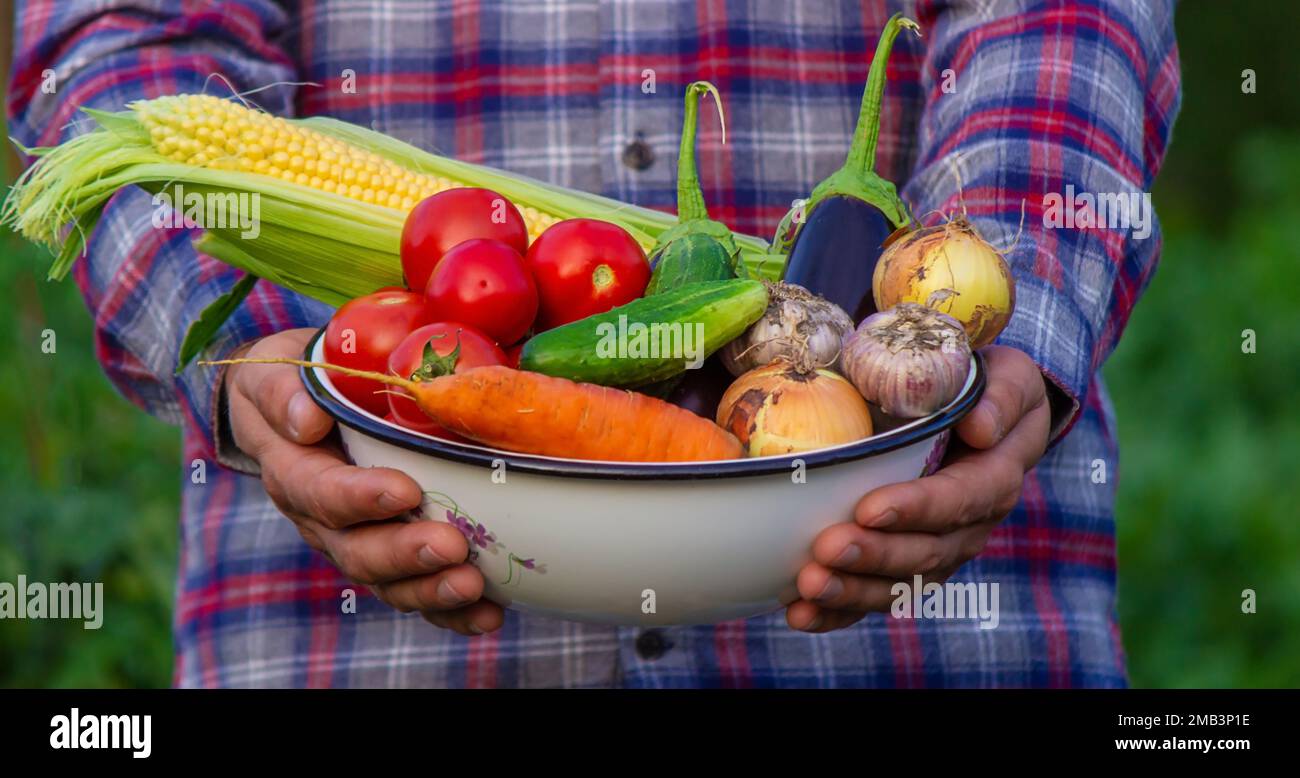 The farmer holds freshly picked vegetables in his hands. Selective ...