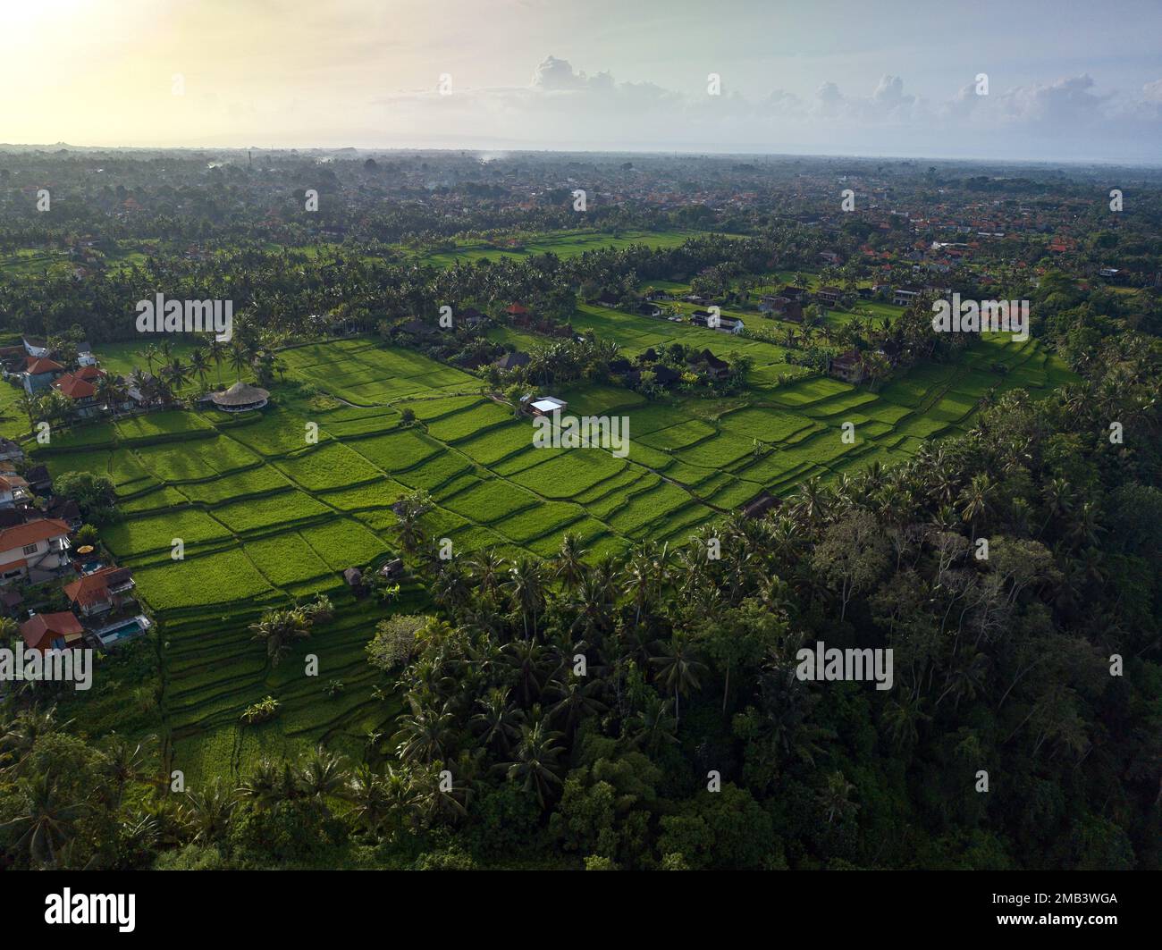Aerial view of rice terrace in Ubud, Bali Stock Photo - Alamy