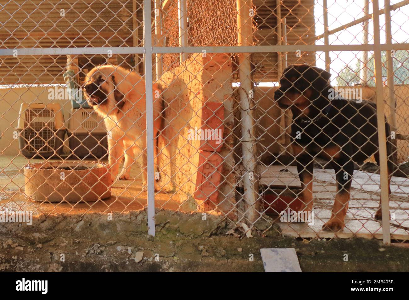 dogs in a Shelter for homeless dogs, india Stock Photo - Alamy