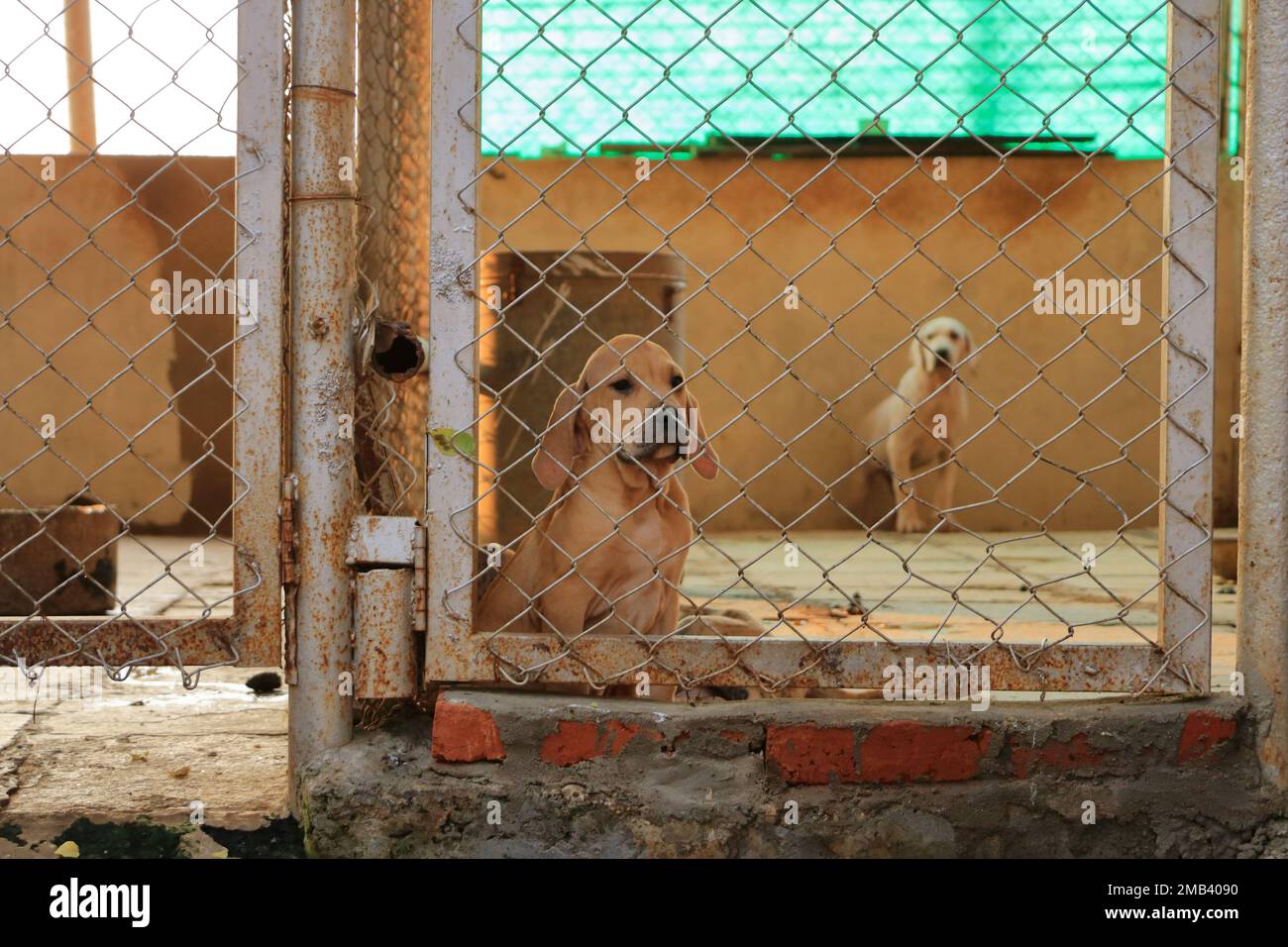 dogs in a Shelter for homeless dogs, india Stock Photo - Alamy