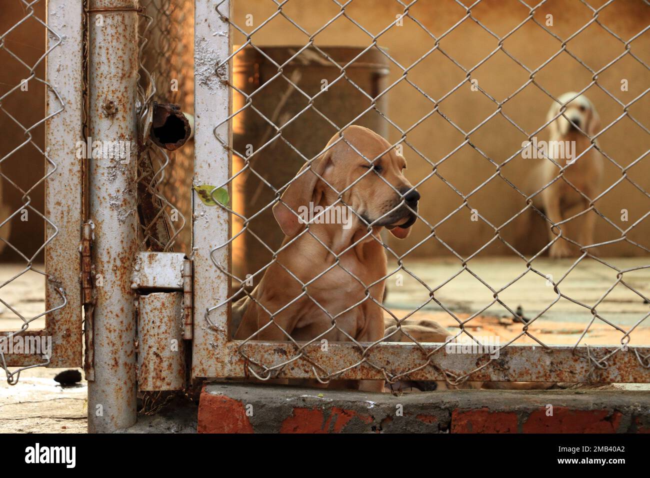 dogs in a Shelter for homeless dogs, india Stock Photo - Alamy