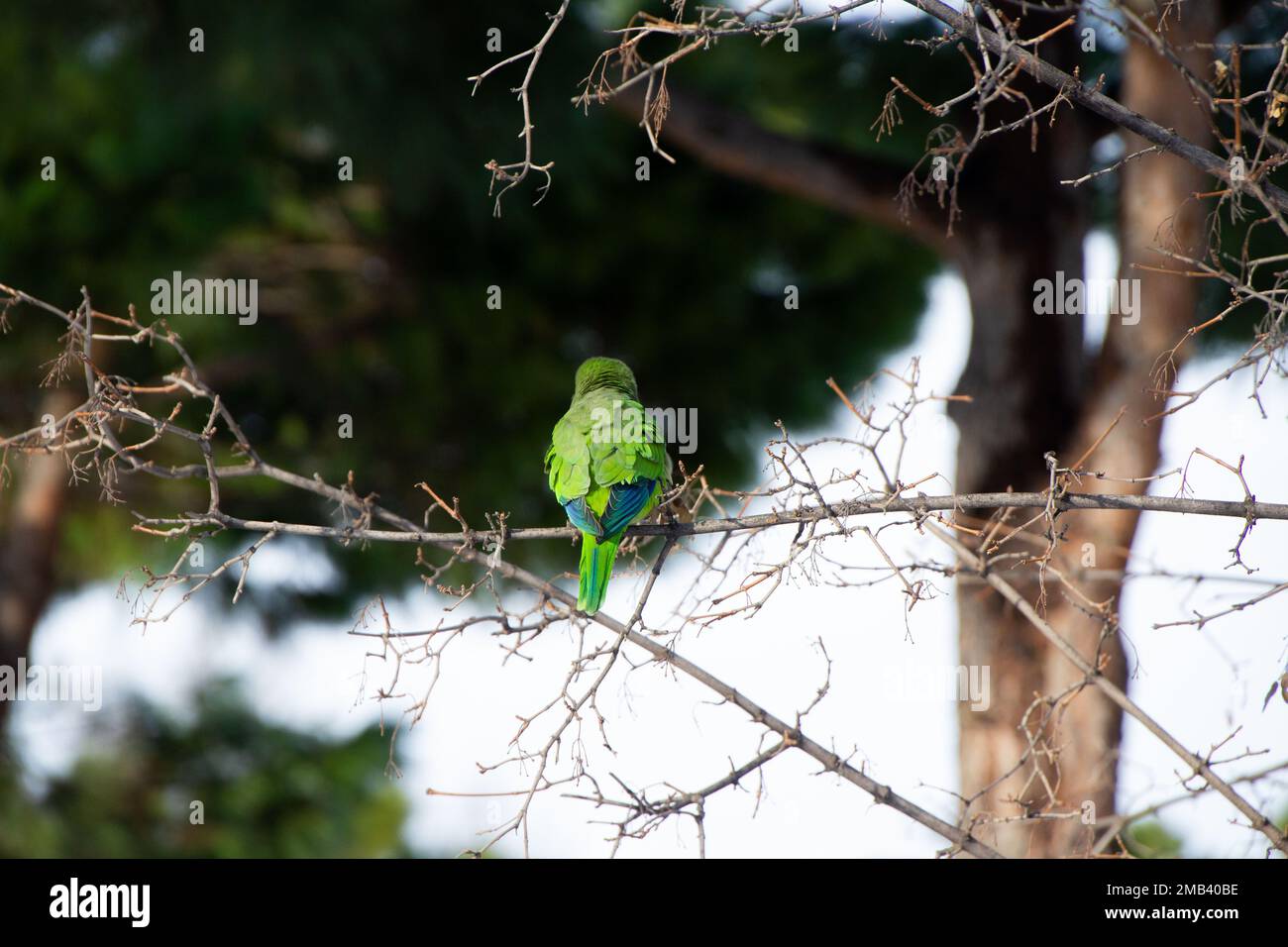 A wild quaker parrot with its back to the camera, standing on a tree ...