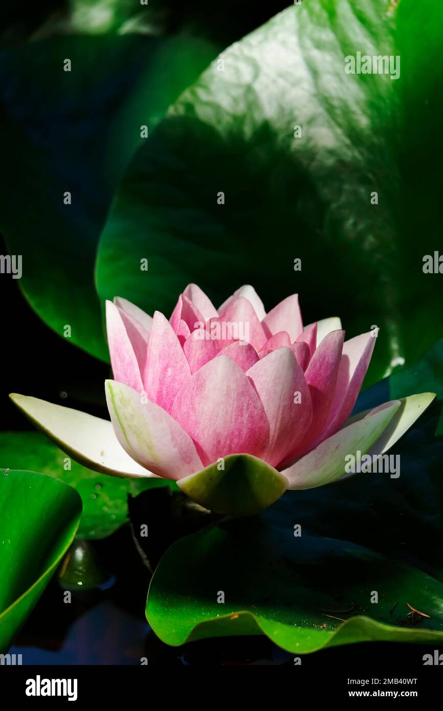 Lily june hi-res stock photography and images - Alamy