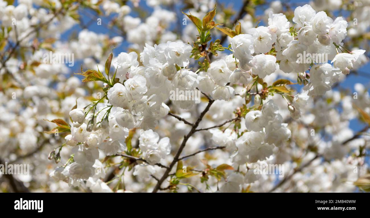 flowering sakura tree flower blooming nature background in spring Stock ...