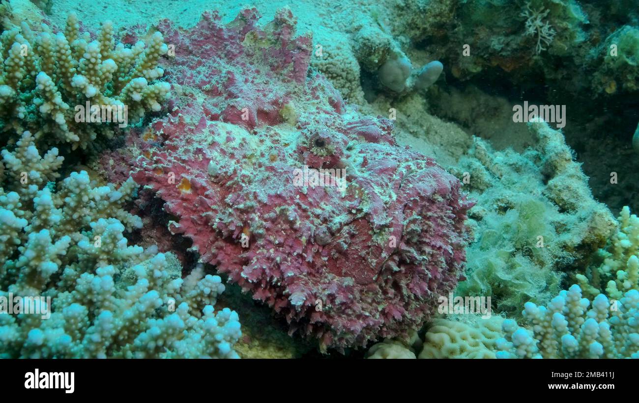 Close-up of pink Stonefish lies on corals. Reef Stonefish (Synanceia ...