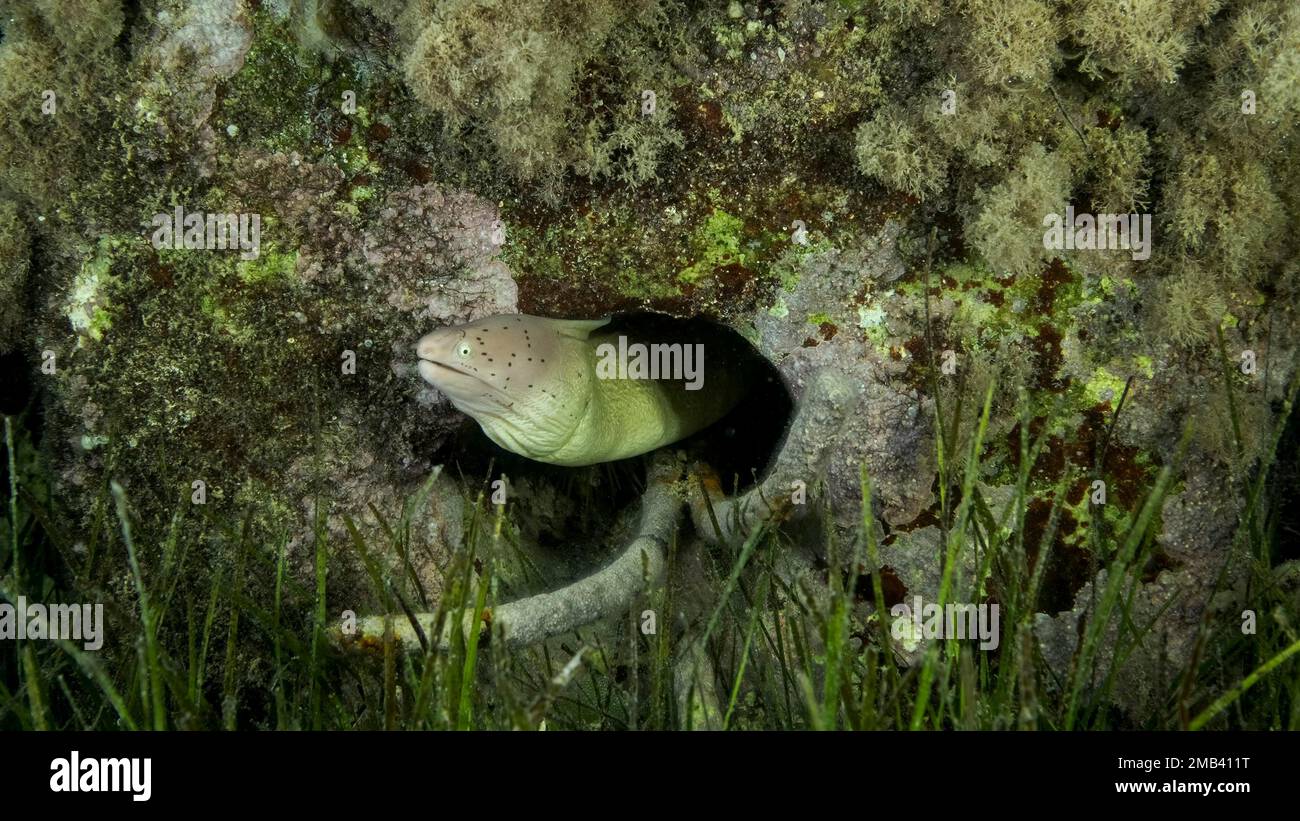 Close-up of Moray lie in the coral reef. Geometric moray (Gymnothorax ...