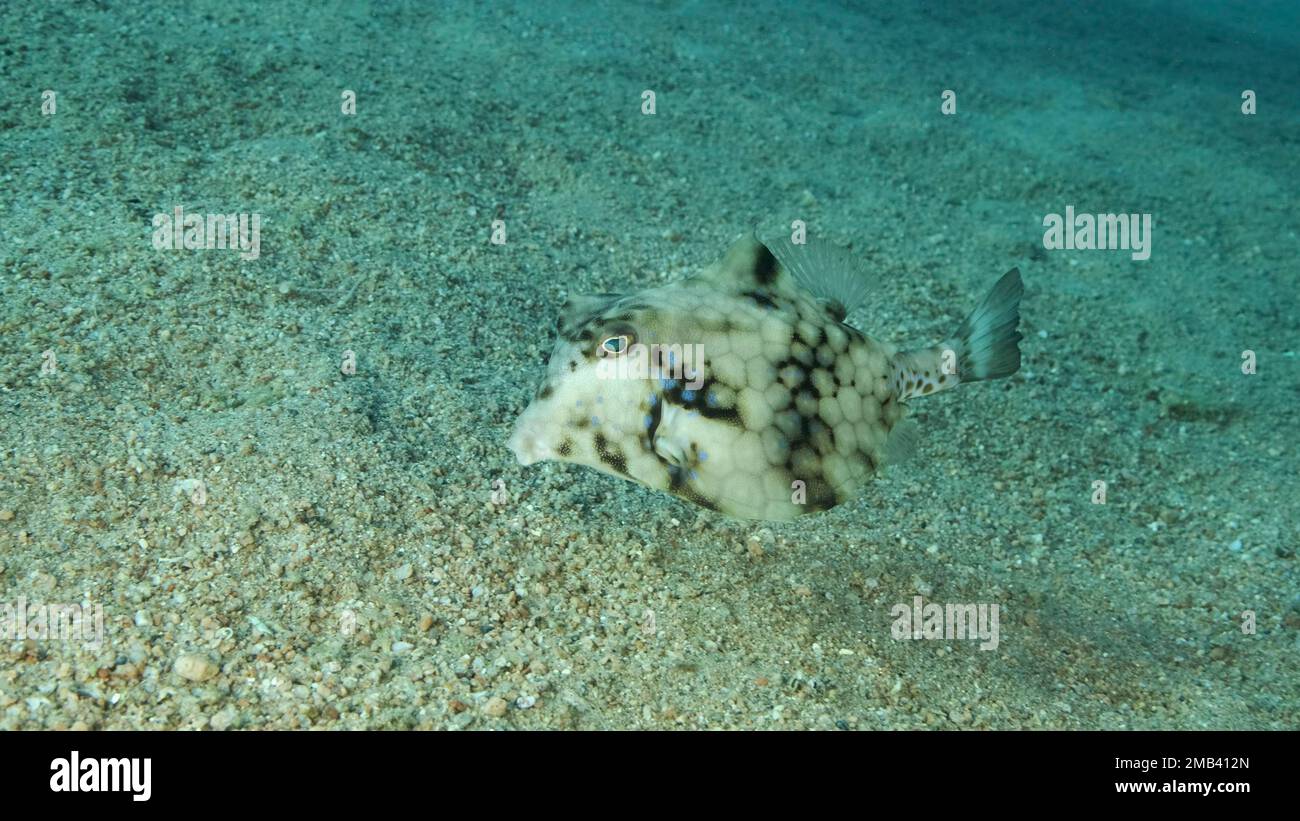 Close-up of Boxfish swims over sandy bottom. Thornback Boxfish or Camel ...