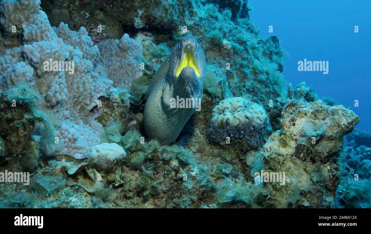 Close-up portrait of Moray with open mouth peeks out of its hiding ...