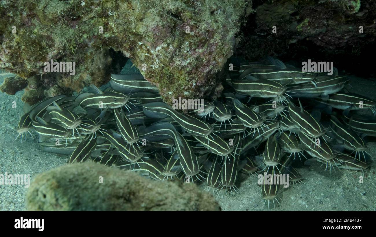 School of Striped Catfish are hiding inside a coral cave. Striped Eel ...