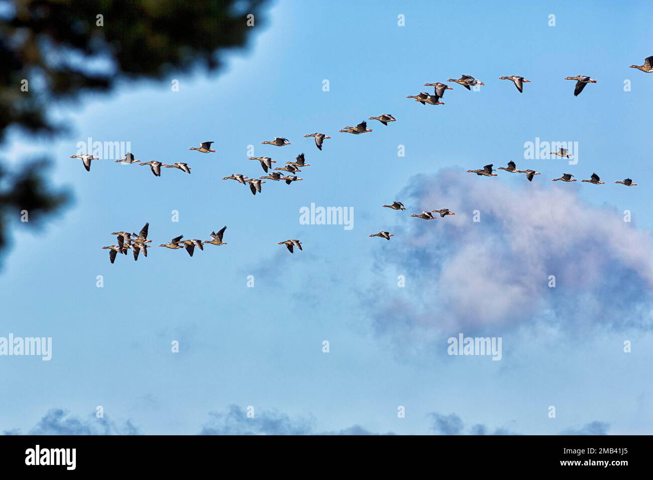 A flock of greylag geese (Anser anser) flies in the slightly cloudy sky ...