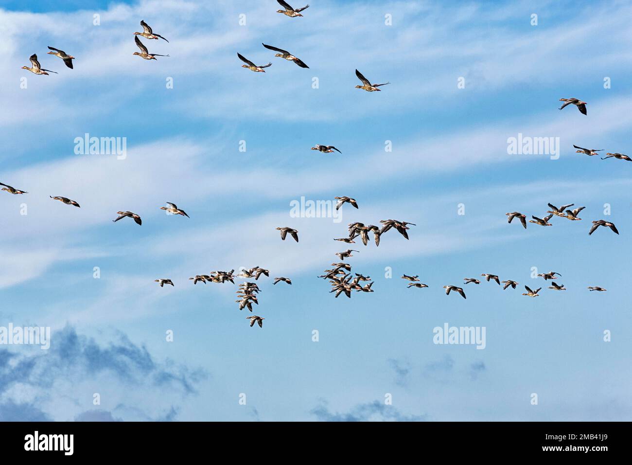 A flock of greylag geese (Anser anser) flies in the slightly cloudy sky ...