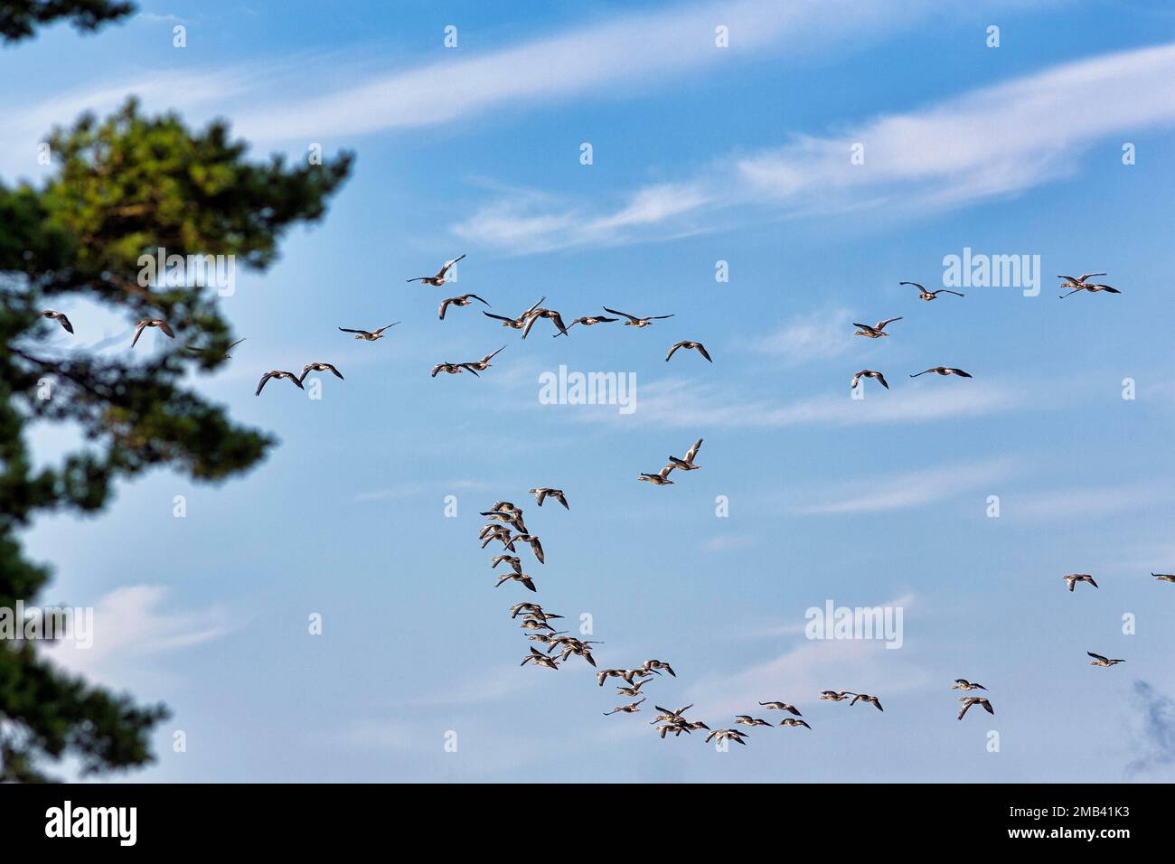 A flock of greylag geese (Anser anser) flies in the slightly cloudy sky ...