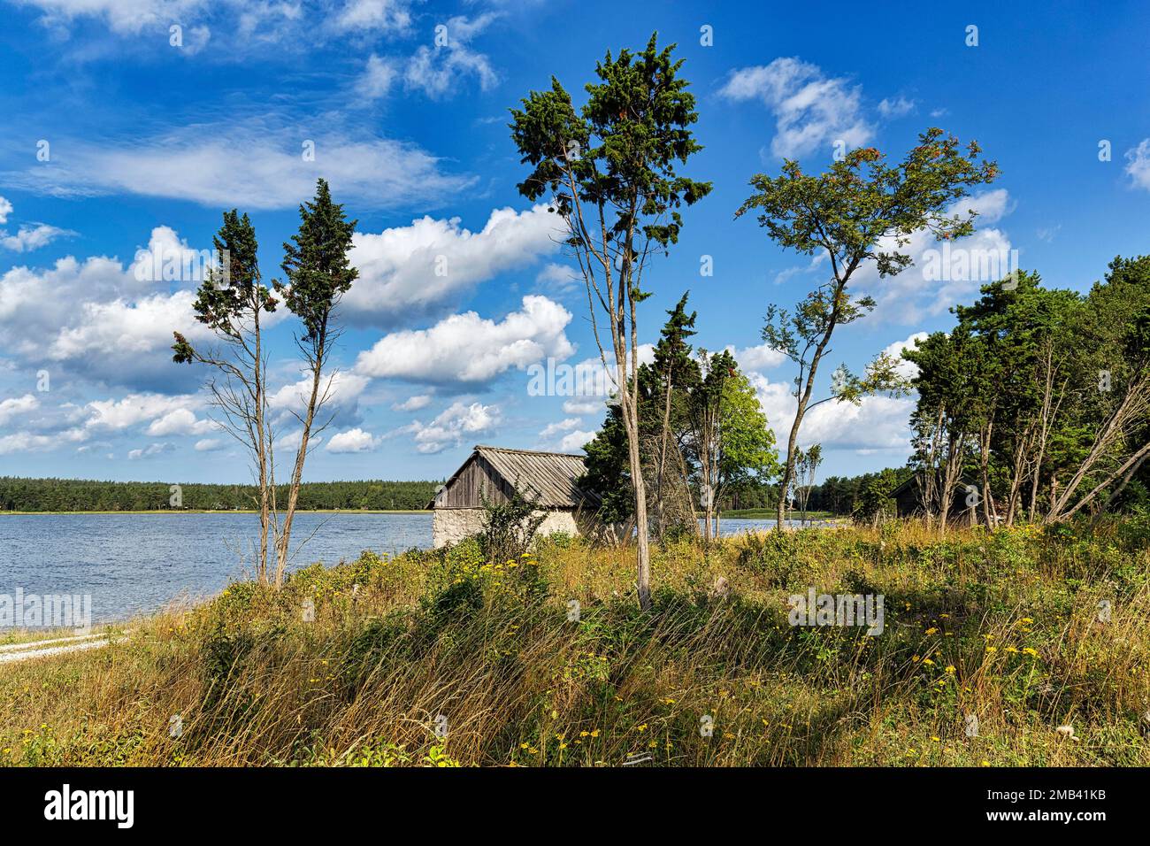Trees shaped by the wind in the summer, wind fugitives and old ...