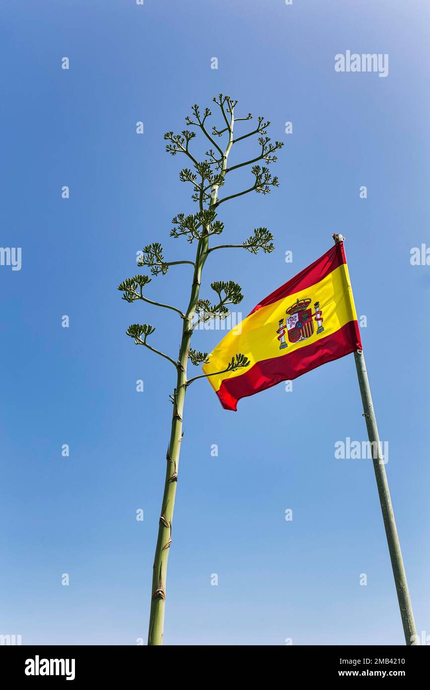 Spanish national flag with national coat of arms, blooming agave ...