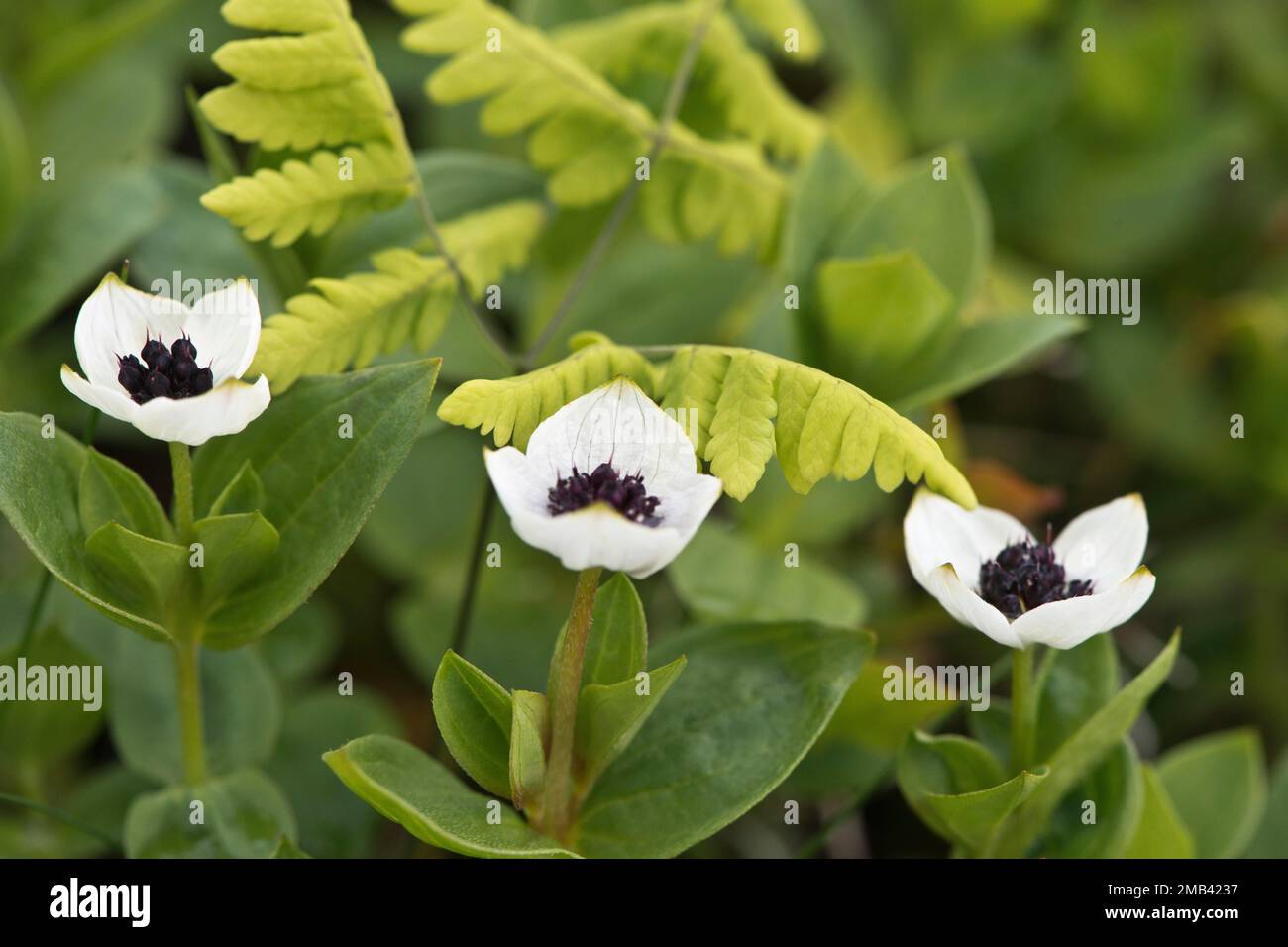Swedish dogwood (Cornus suecica), Kvaloya, Norway Stock Photo - Alamy