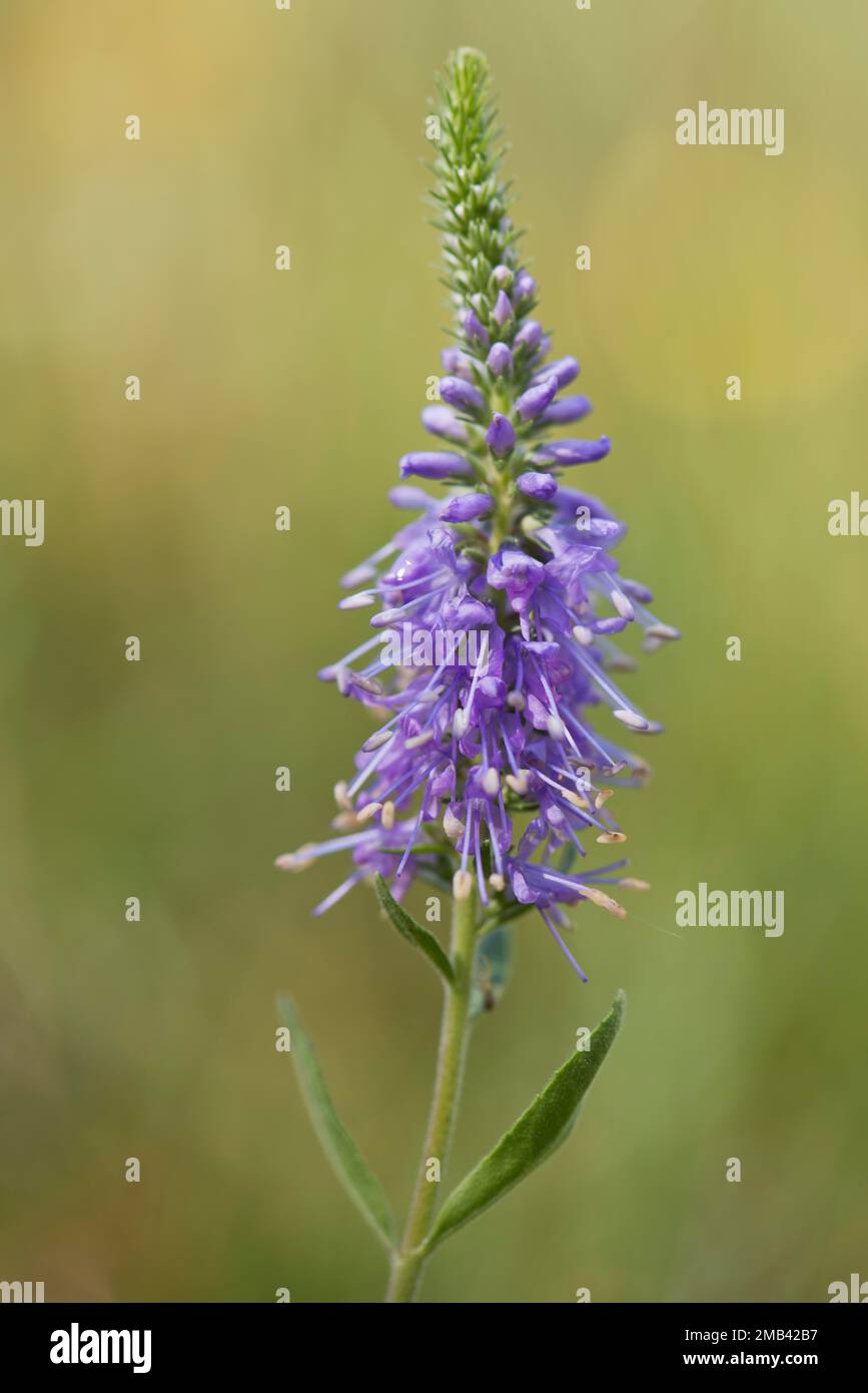 Spiked speedwell (Veronica spicata), Emsland, Lower Saxony, Germany ...