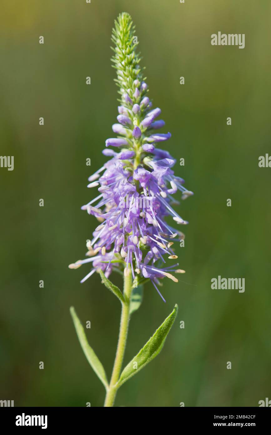 Spiked speedwell (Veronica spicata), Emsland, Lower Saxony, Germany ...