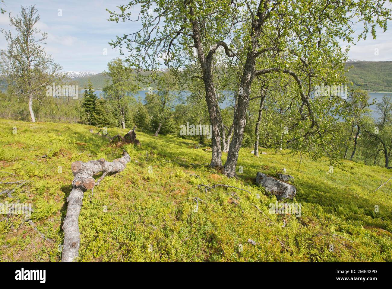 Birch (Betula pendula) forest, Kvaloya, Norway Stock Photo - Alamy