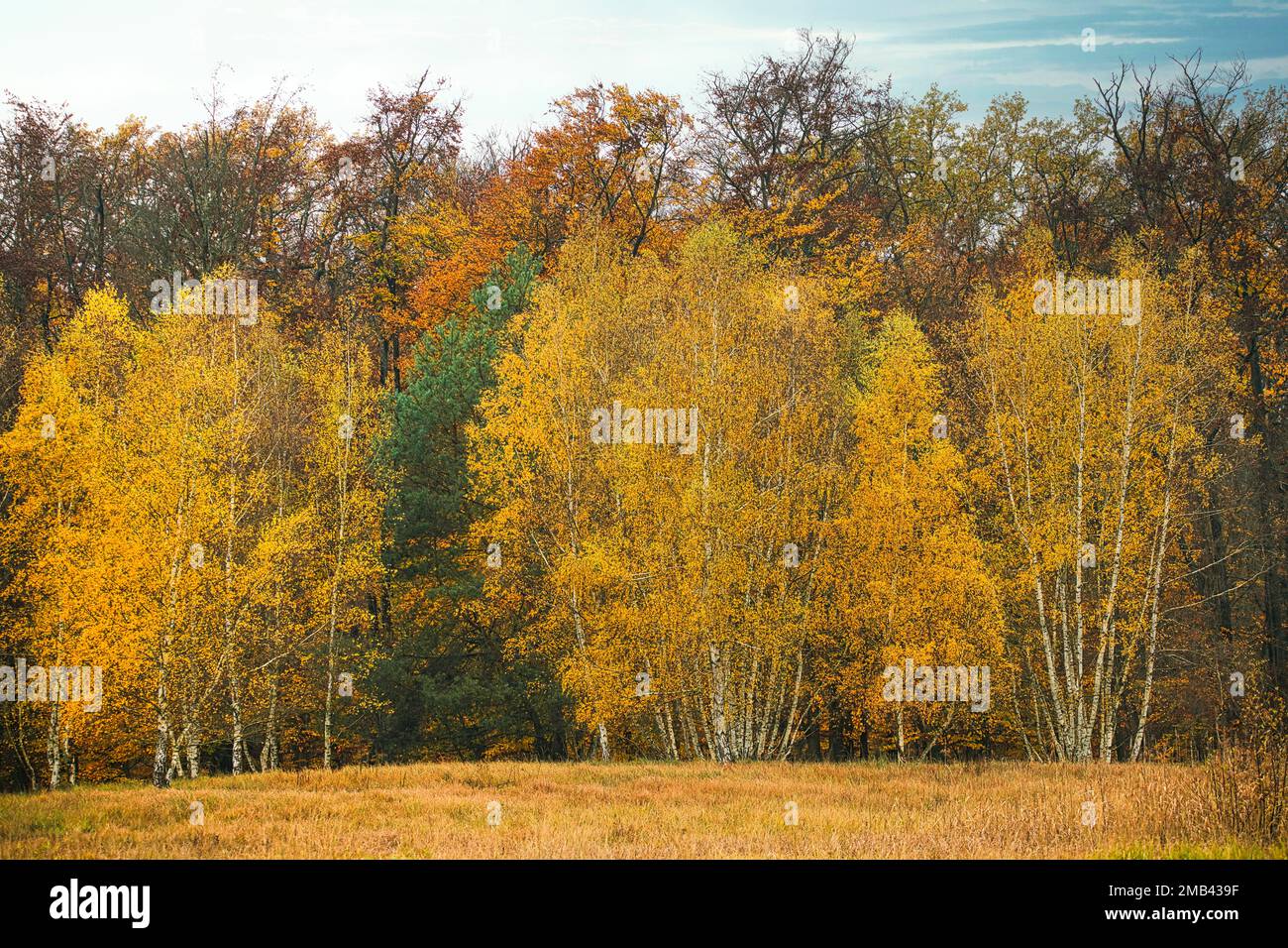 Group of young birch trees (Betula pendula) in autumn colour ...