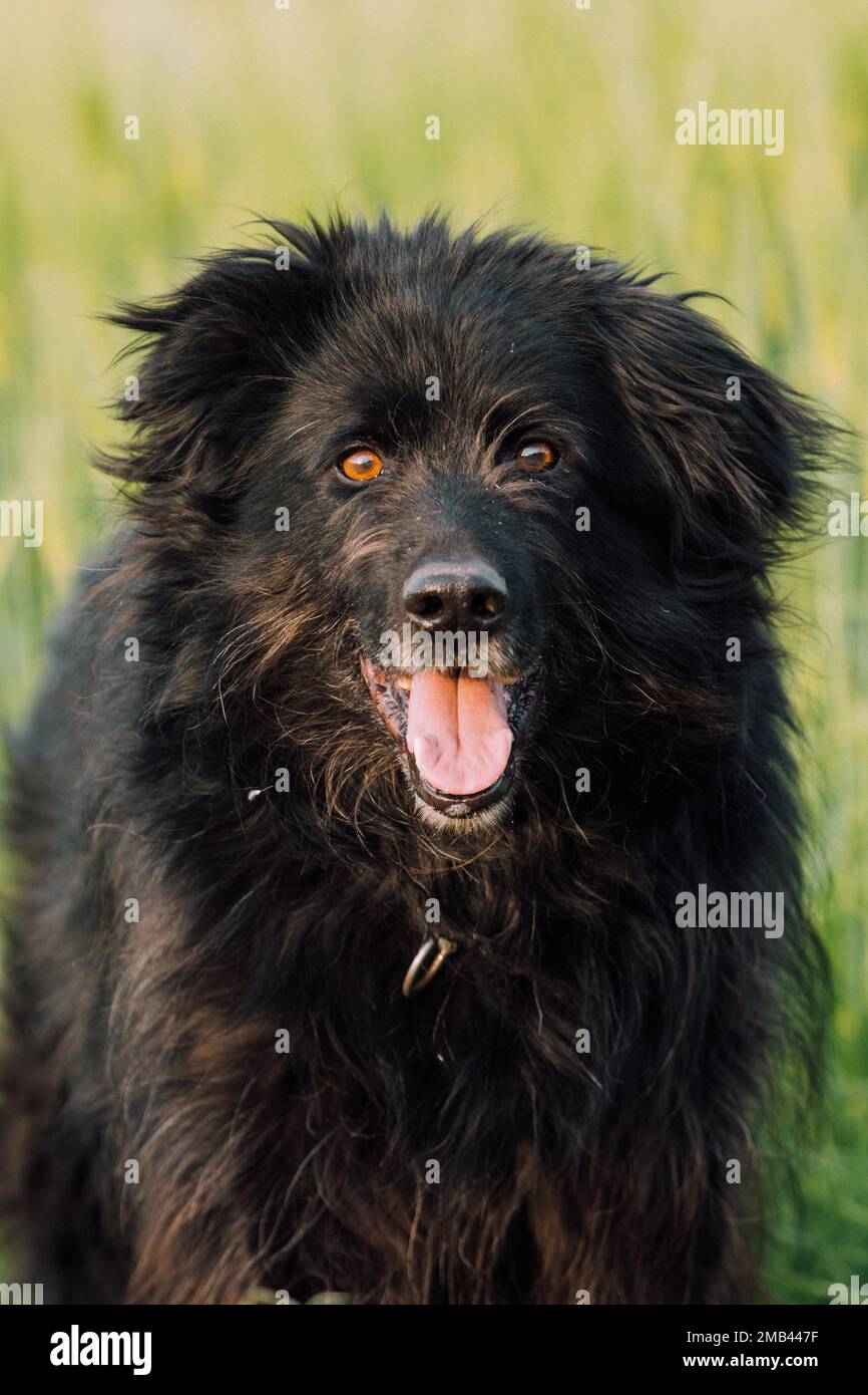Old German Shepherd Dog Stock Photo - Alamy
