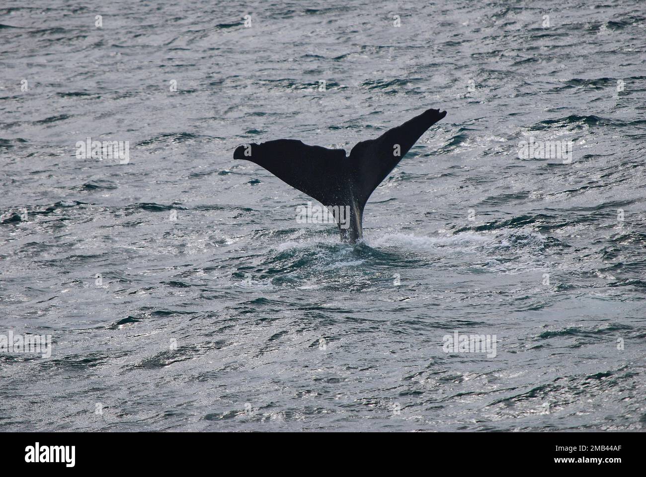 tail fin of a sperm whale on a whale watching boat tour in the arctic ...