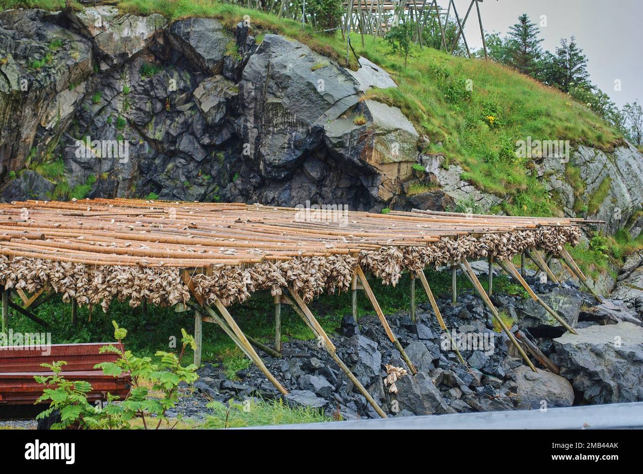 wooden stand to dry cod fish for conservation in the summer months on ...