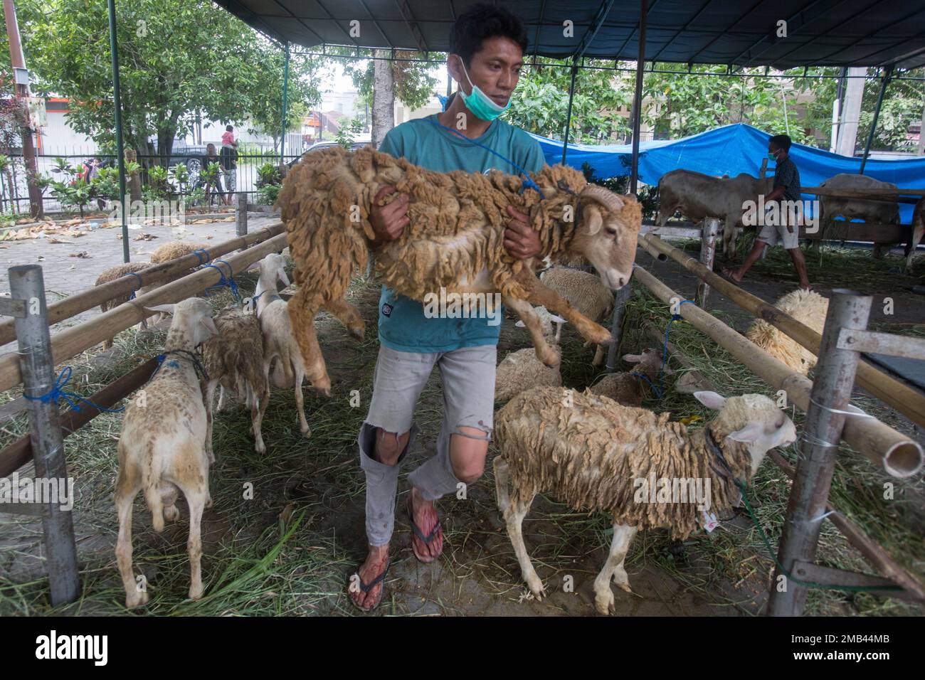 A worker carries a sheep to be slaughtered during the celebration of ...