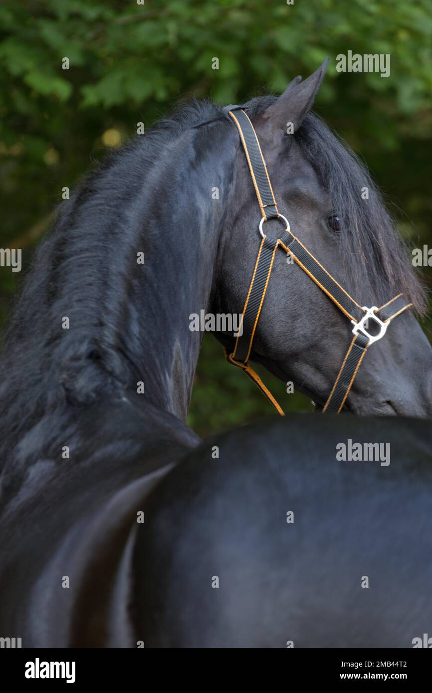 Animal friezes hi-res stock photography and images - Alamy