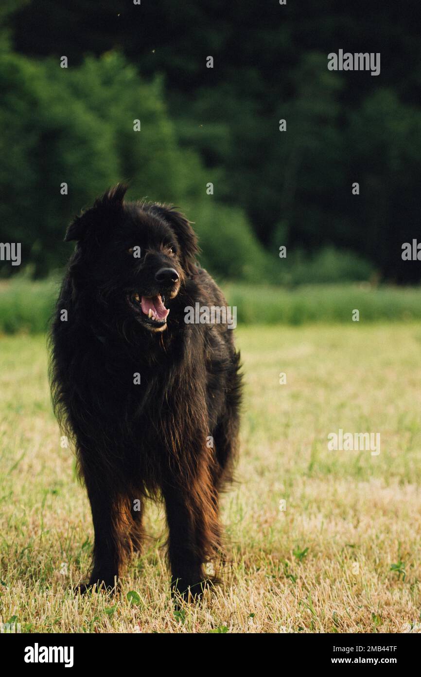 Old German Shepherd Dog Stock Photo - Alamy