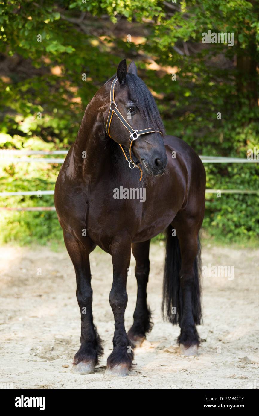 Animal friezes hi-res stock photography and images - Alamy