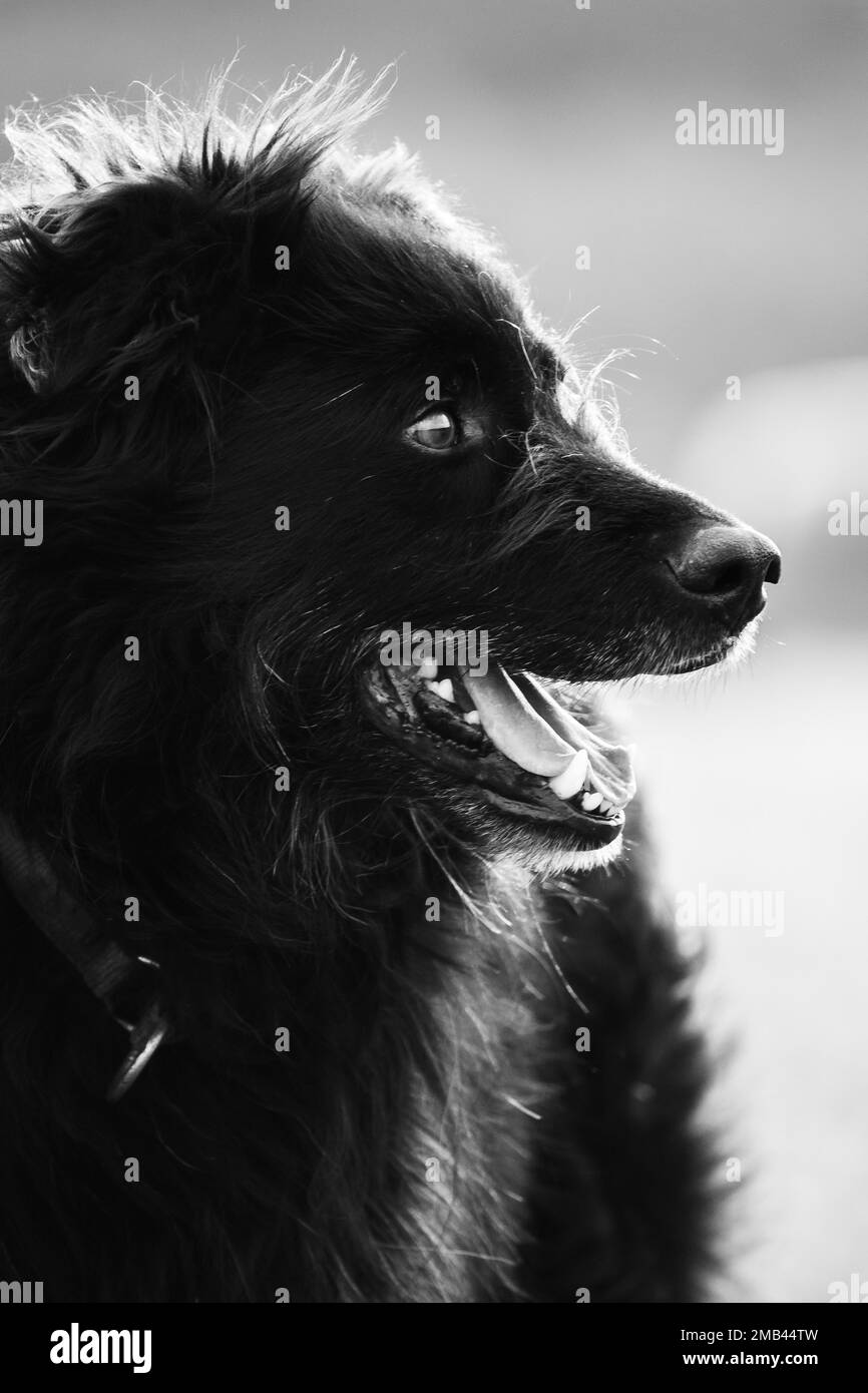 Old German Shepherd Dog Stock Photo - Alamy