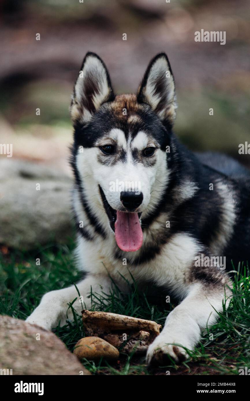 Heiser hi-res stock photography and images - Alamy