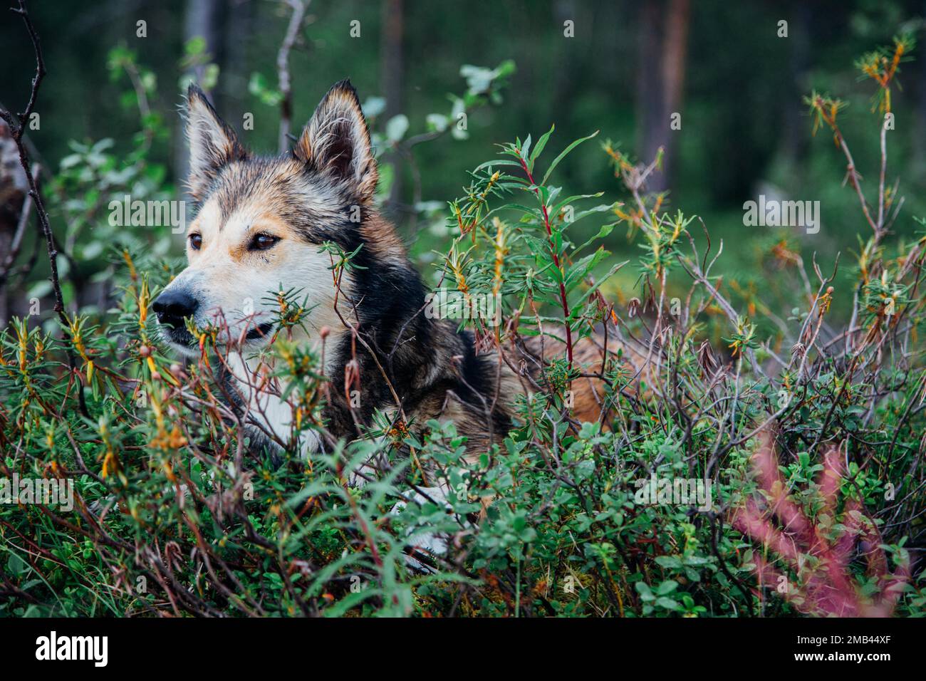 Heiser hi-res stock photography and images - Alamy