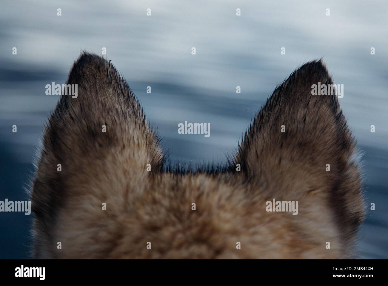 Heiser hi-res stock photography and images - Alamy