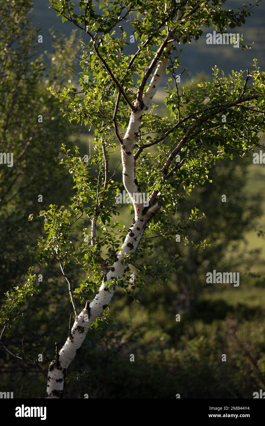 Backlight photography hi-res stock photography and images - Alamy