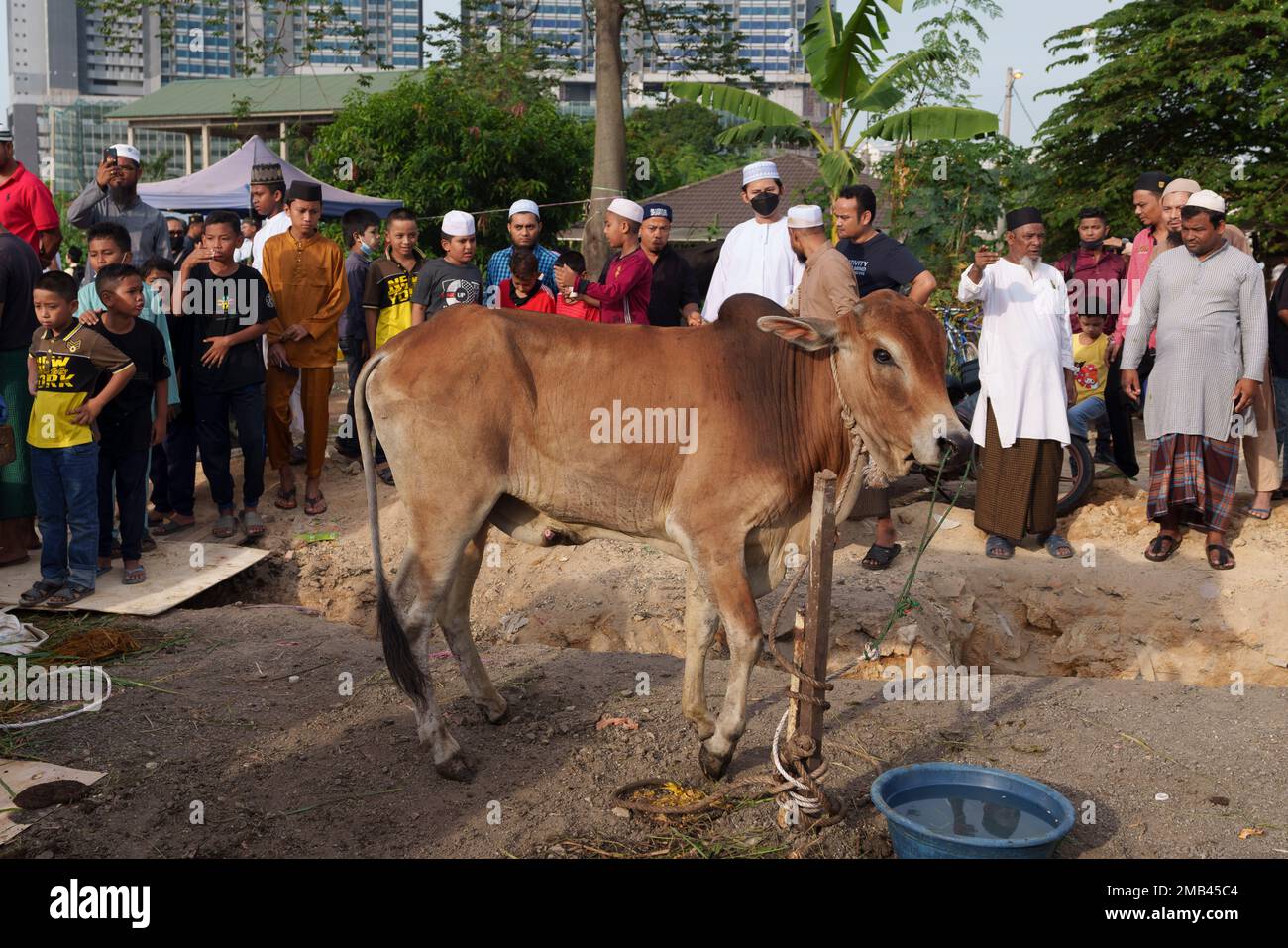 Muslims wait to watch a cow be slaughtered for sacrifice during the ...