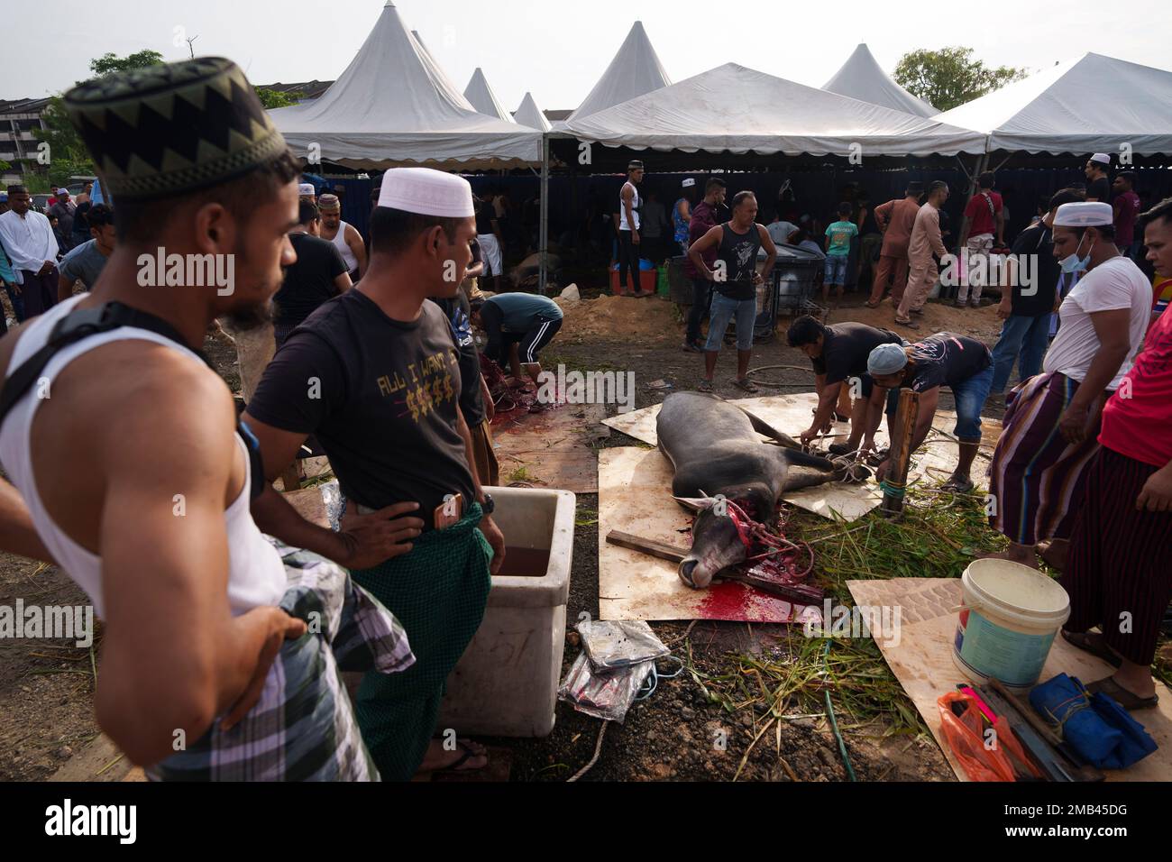 EDS NOTE: GRAPHIC CONTENT - Muslims wait to watch the slaughter of a ...