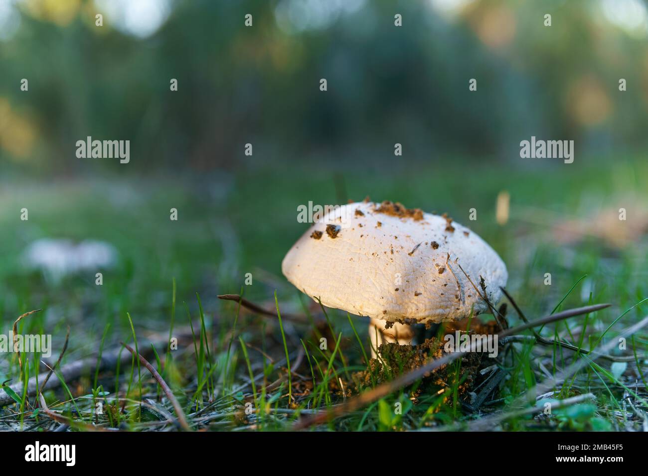 Close-up of a mushroom (agaricus campestris) in a green meadow of pines ...