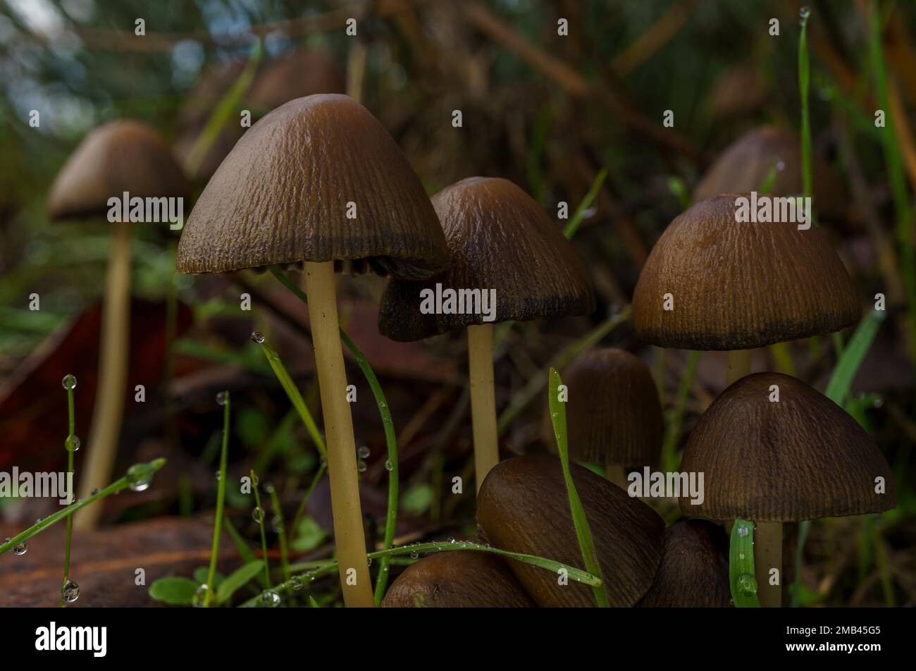 Macro close-up of a group of brown mushrooms, Parasola conopilea on ...