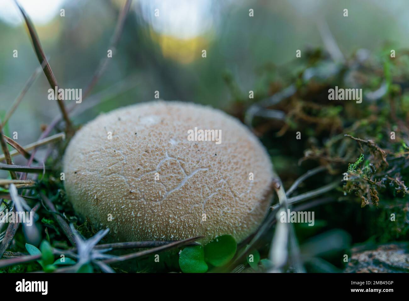 Soil fungus hi-res stock photography and images - Alamy