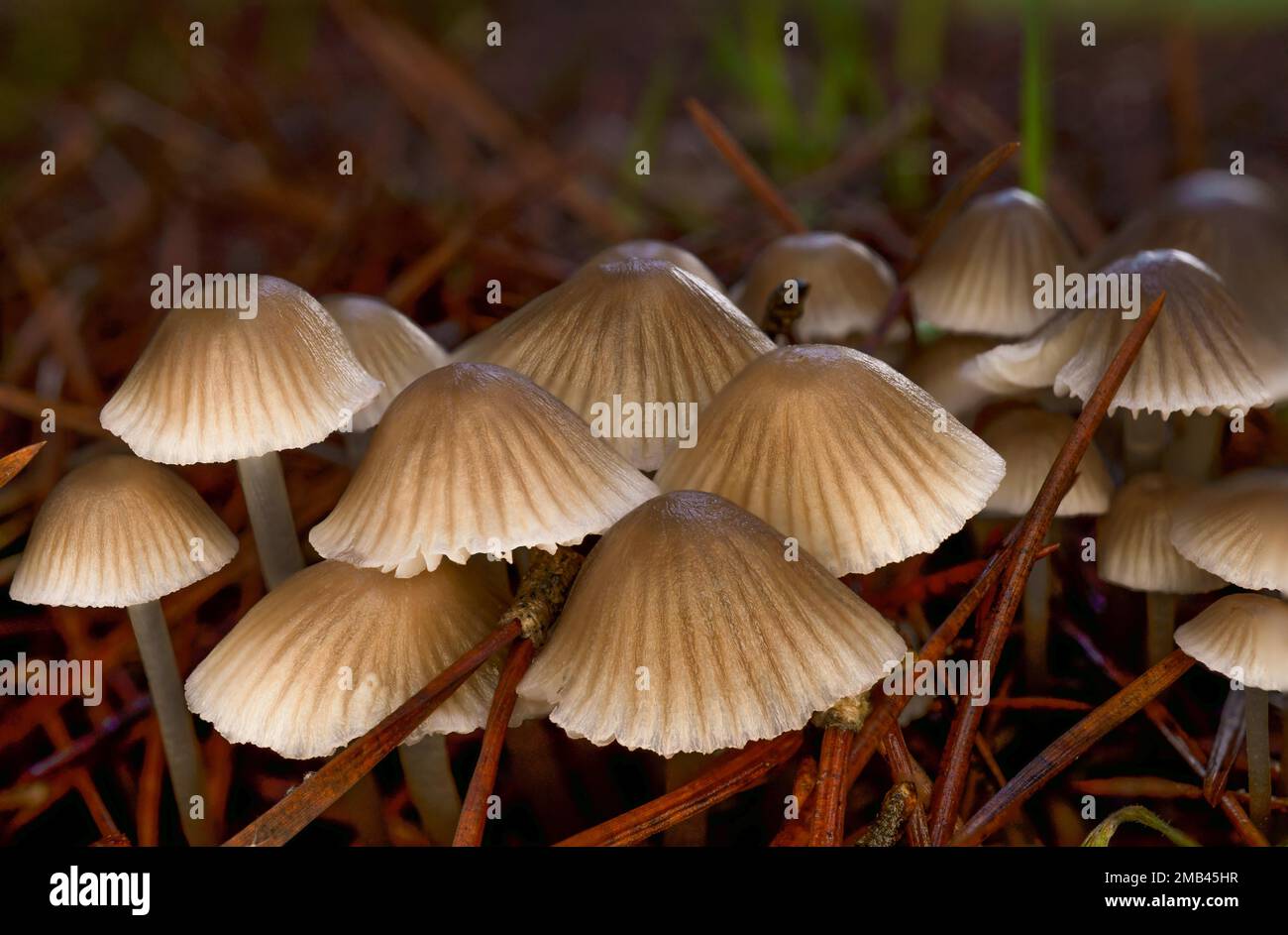 Macro close-up of a group of brown mushrooms (Mycena) vitilis, with ...