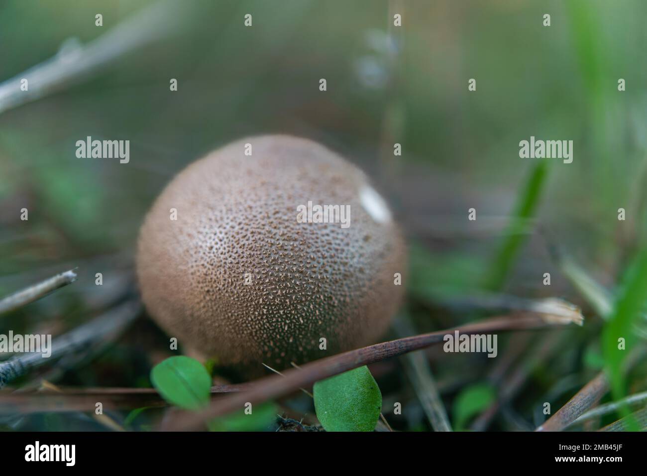 Close-up of a fungus (Scleroderma) areolatum, on a pine branch soil ...