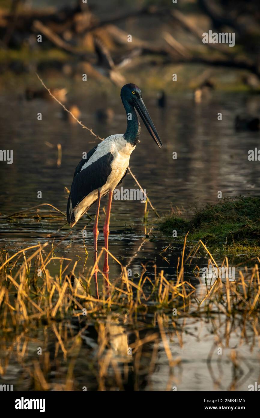 female Black necked stork or Ephippiorhynchus asiaticus closeup in ...