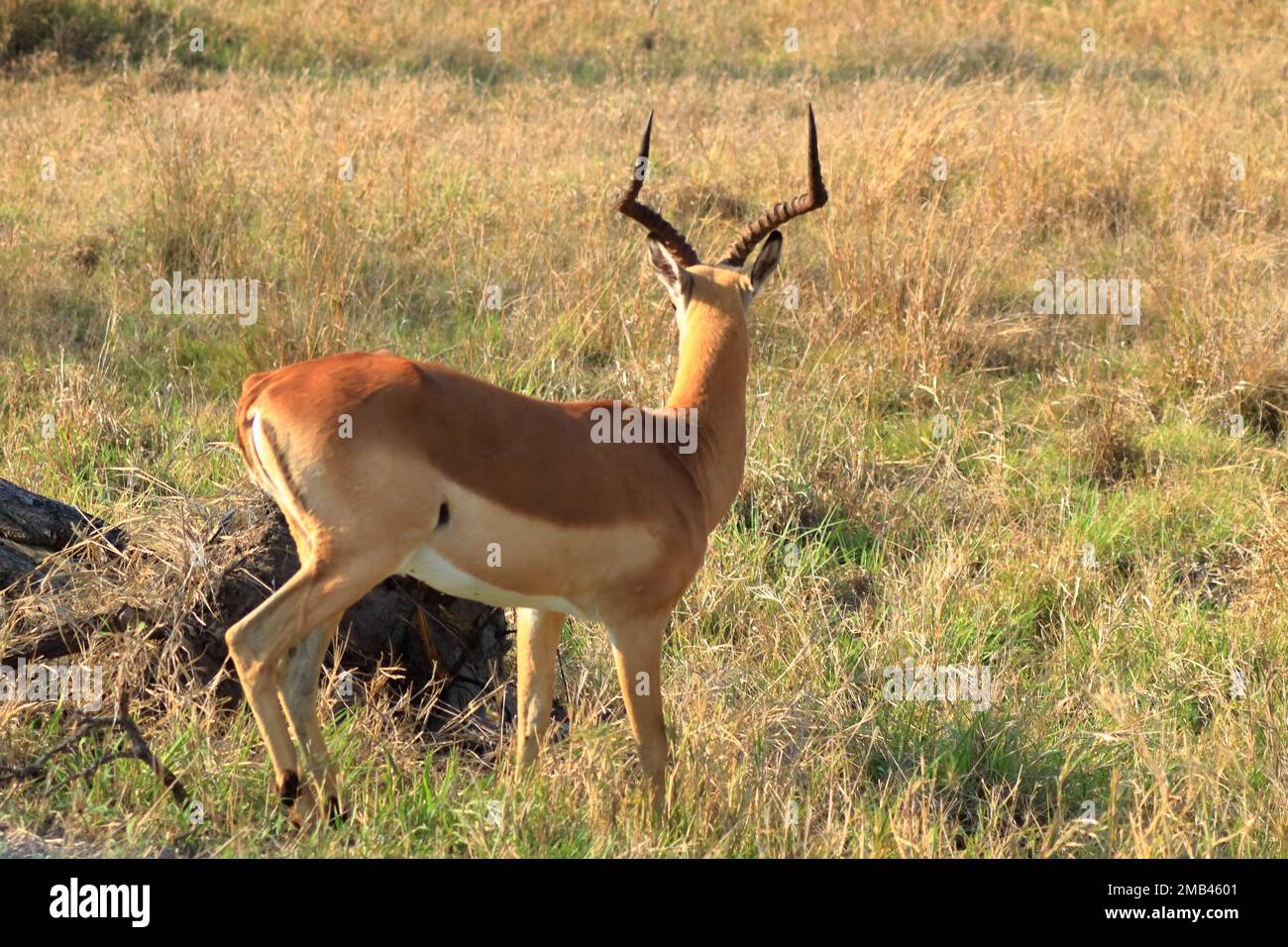 One impala buck facing the tourist at the Kruger National Park in South ...