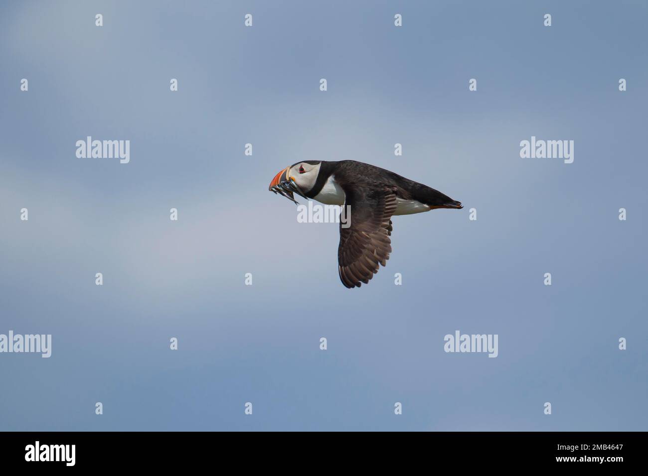 Atlantic puffin (Fratercula arctica) adult bird flying with fish in its ...