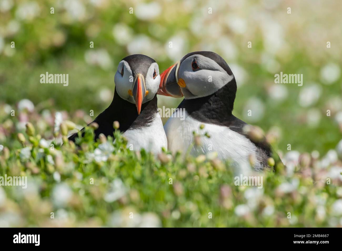 Atlantic puffin (Fratercula arctica) two adult birds during their ...