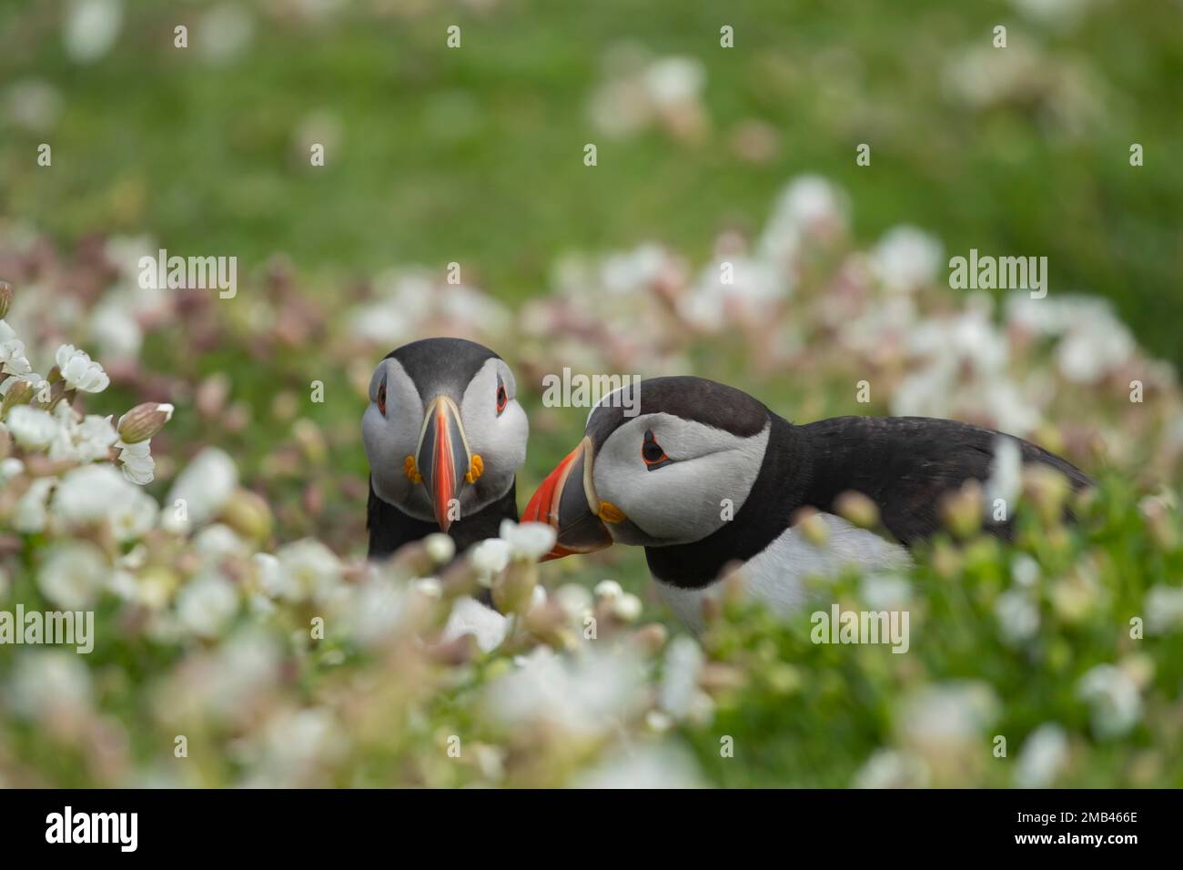 Atlantic puffin (Fratercula arctica) two adult birds during their ...